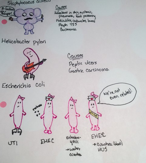 UVM Larner College of Medicine Blog | Studying Bacteria: How am I ...